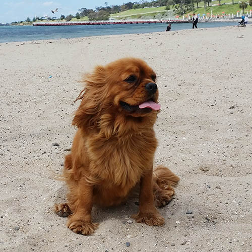 Lily_Cavalier_Geelong_Beach_Ruby | Urban Puppies