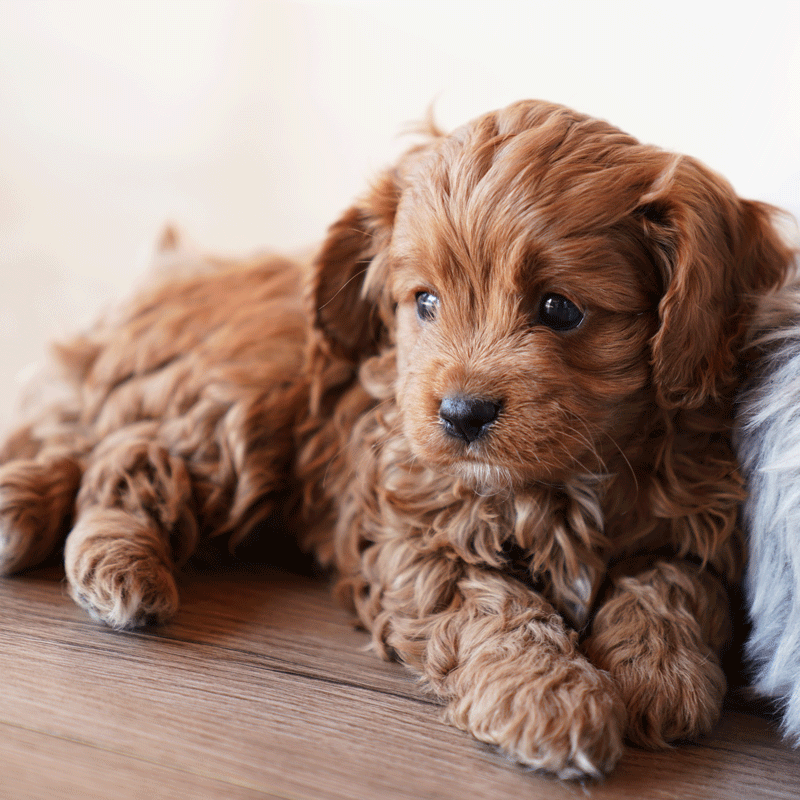 Cavoodle Puppies For Sale | Toy Cavoodles Melbourne | Urban Puppies