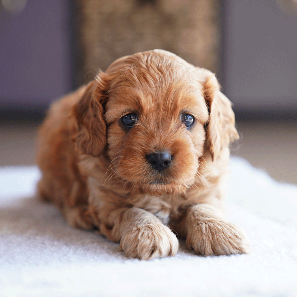 Cavoodle Puppies For Sale | Toy Cavoodles Melbourne | Urban Puppies