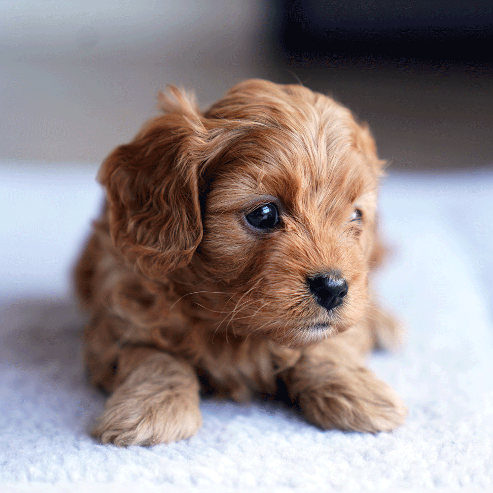 Cavoodle Puppies For Sale | Toy Cavoodles Melbourne | Urban Puppies